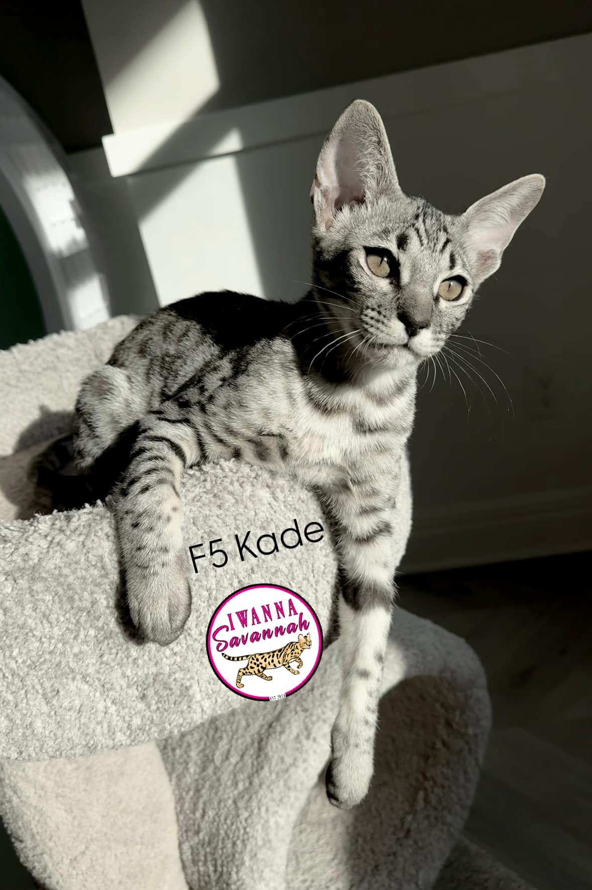 F5 Savannah Cats - iwannasavannah.com